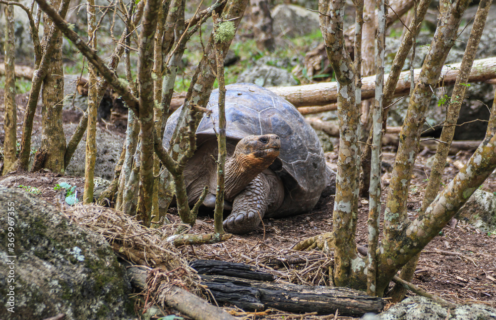 Giant Galapagos Tortoise (one animal in the woods), big endemic animal ...