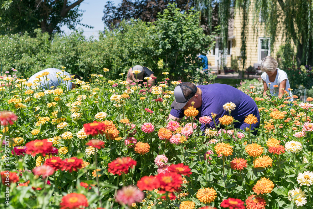 Volunteers at flower farm helping remove dead flowers from the beds ...