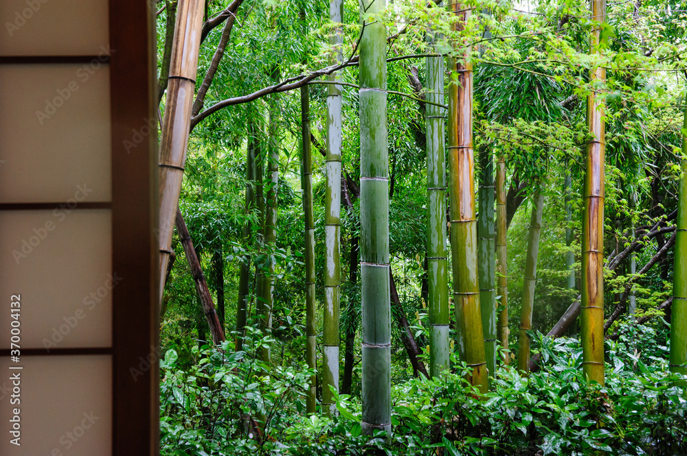 Green bamboo forest wet with rain can be seen from outside the ...