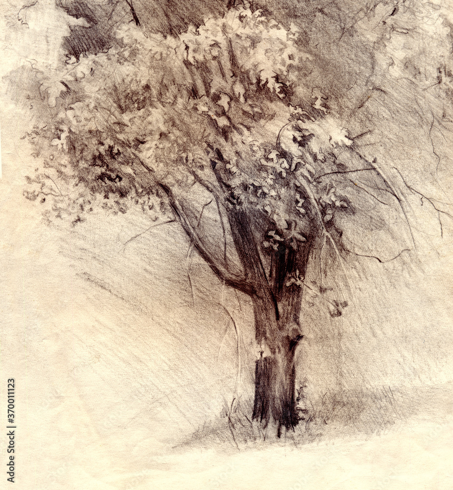 Tree. Pencil drawing on paper Stock Illustration | Adobe Stock