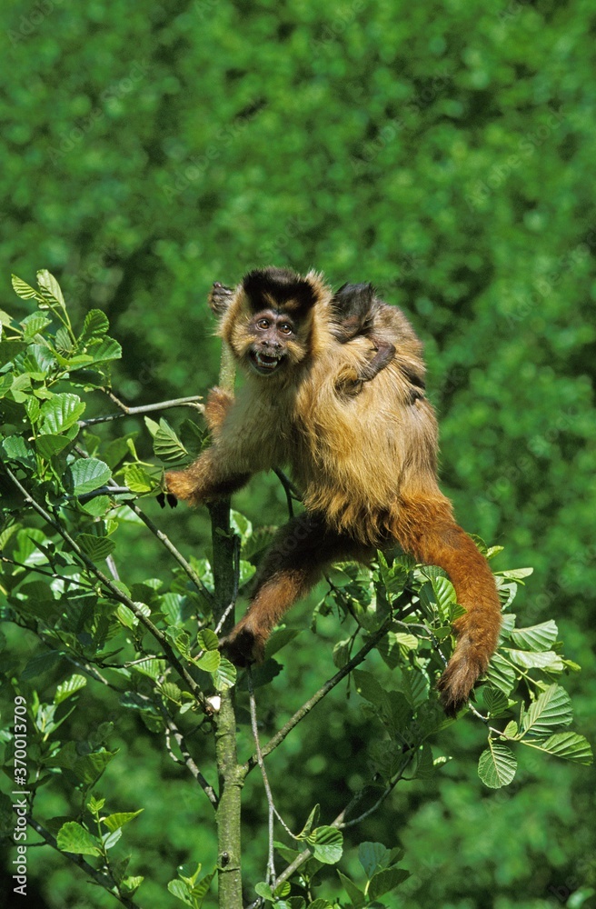 BLACK CAPPED CAPUCHIN cebus apella, MOTHER CARRYING BABY ON ITS BACK ...