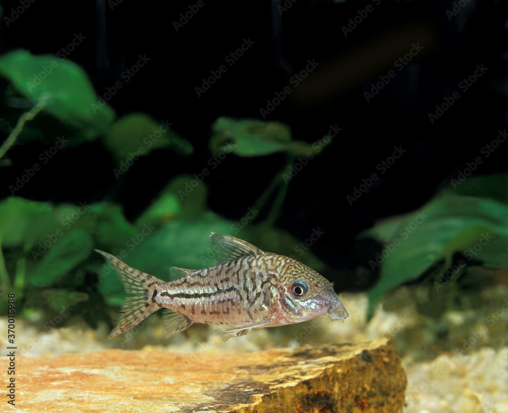 Corydoras Julii