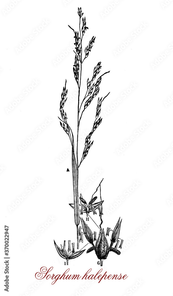 Johnson grass or sorghum halepense native to Asia and northern Africa ...