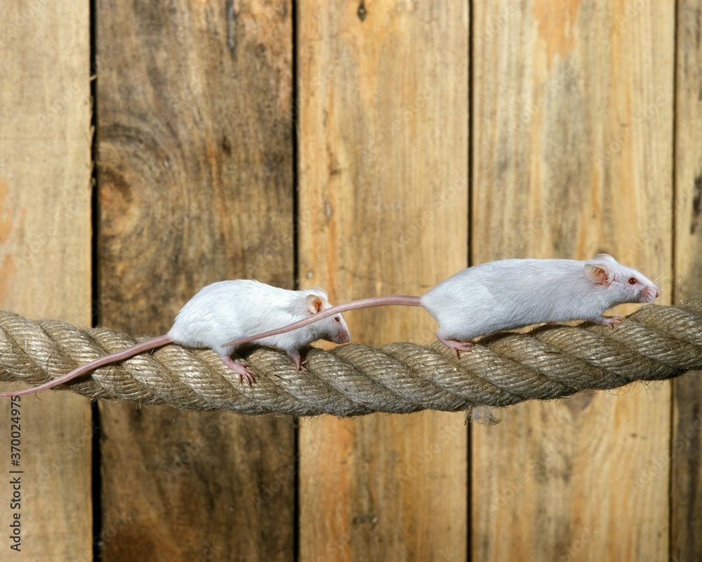 White Mouse, mus musculus, Adults standing on Rope Stock Photo | Adobe ...