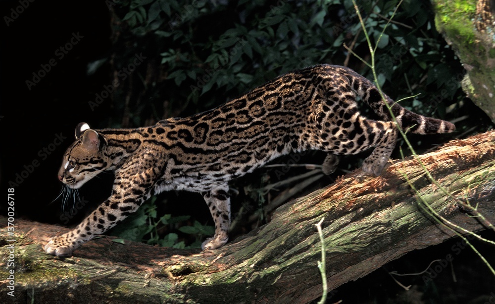 Ocelot, leopardus pardalis, Adult Stock Photo | Adobe Stock