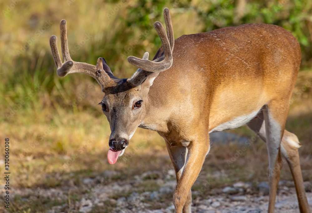 White-tailed Buck sticking out his tongue Stock-Foto | Adobe Stock