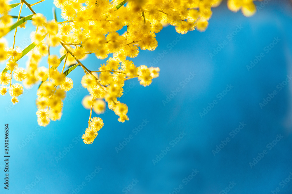 Blossoming of Australian wattle tree (Acacia pycnantha, golden wattle ...