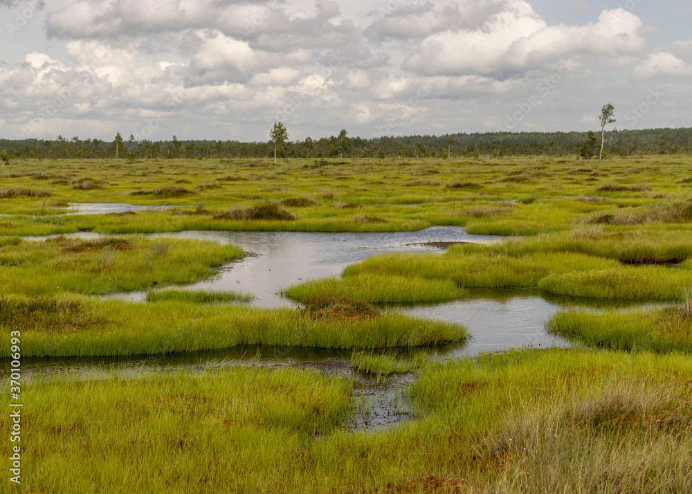 stunning bog views. beautiful clouds. View of the beautiful nature in ...