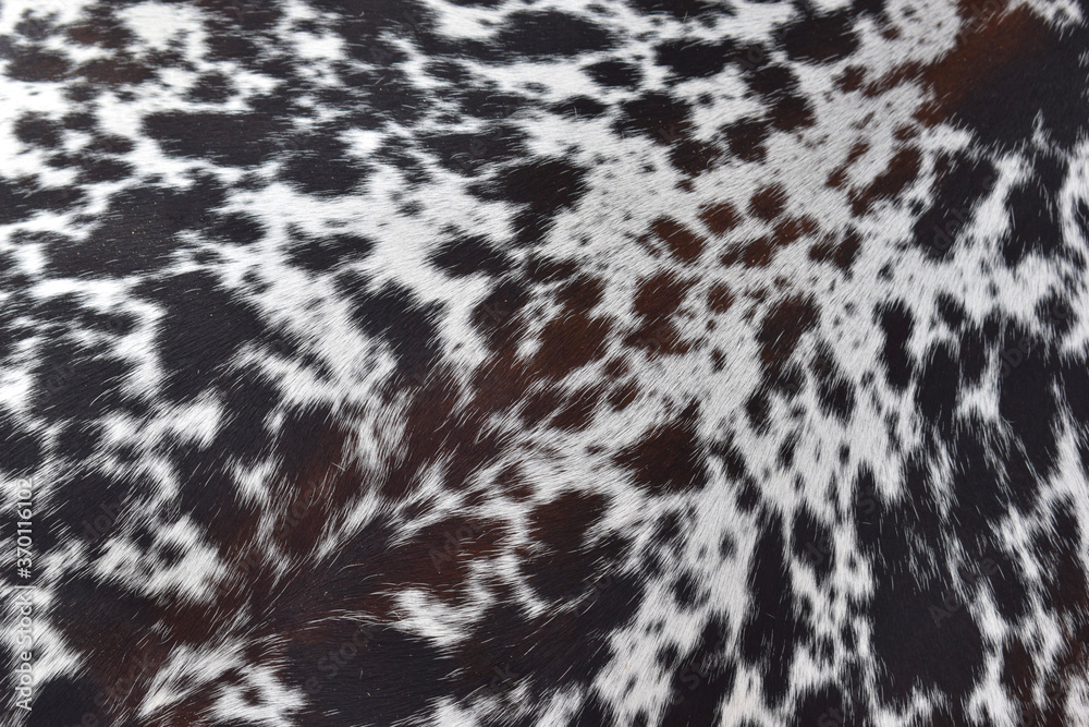cow skin texture background, cow leather with fur background Stock ...