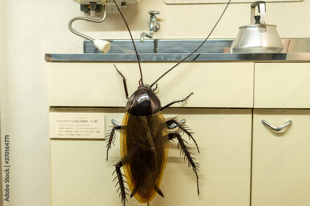 巨大ゴキブリ Stock 写真 | Adobe Stock