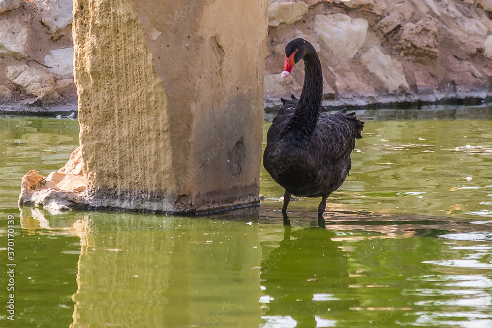 The black swan (Cygnus atratus) is a large waterbird, a species of swan ...