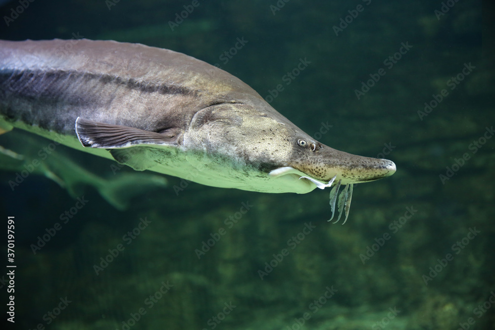 Sturgeon fish swim at the bottom of the aquarium. Fish underwater ...