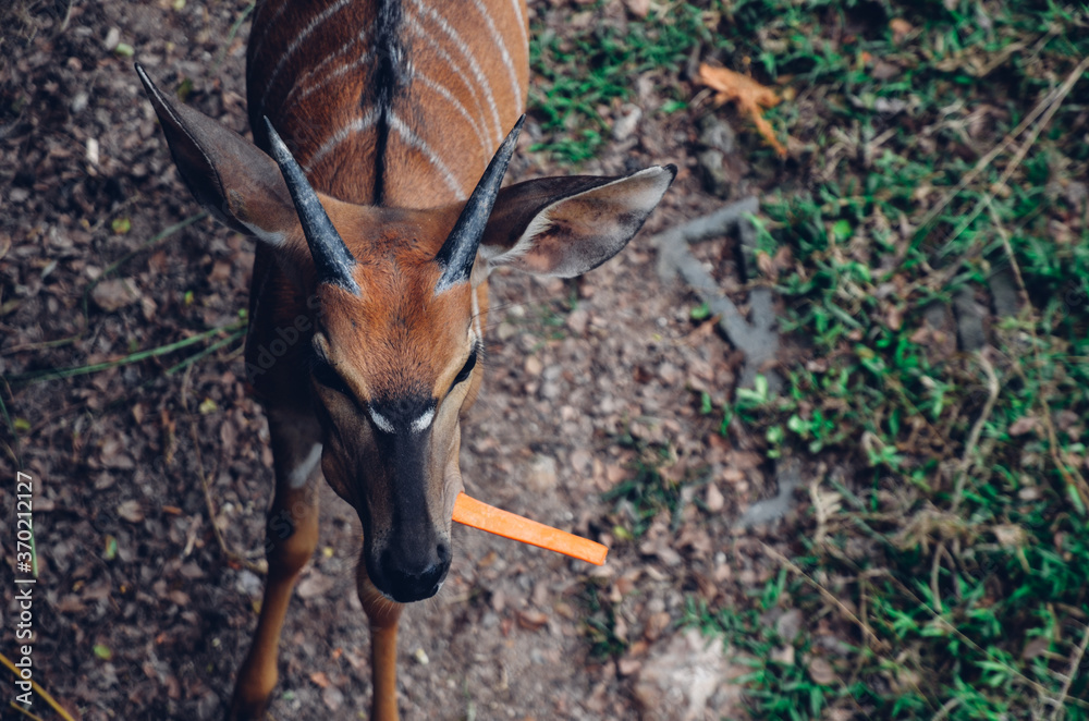 Poster A little bongo antelope is eating a carrot – Wall Art | UkPosters