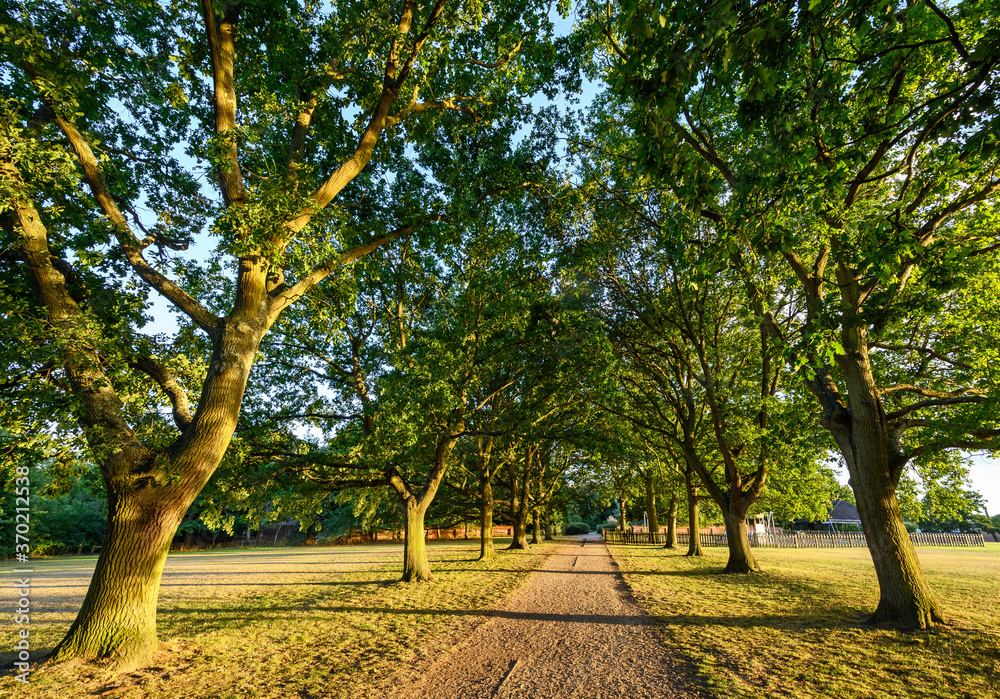 Avenue of oak trees in Harvington Park, Beckenham, Kent. The path has ...