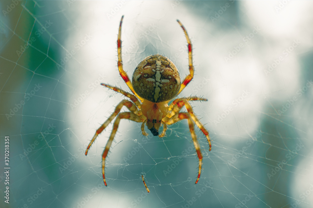 Fotka „The spider cross on the web and the remains of its rival's paw ...