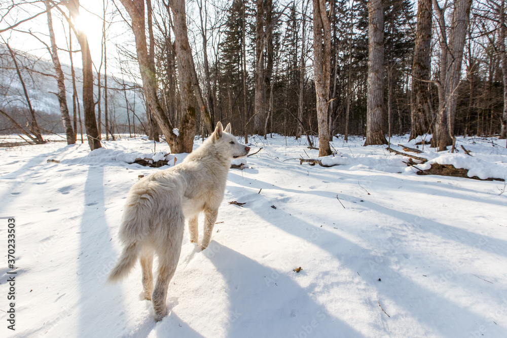 Russian hunting in the winter forest. A white hunting dog stands in the ...