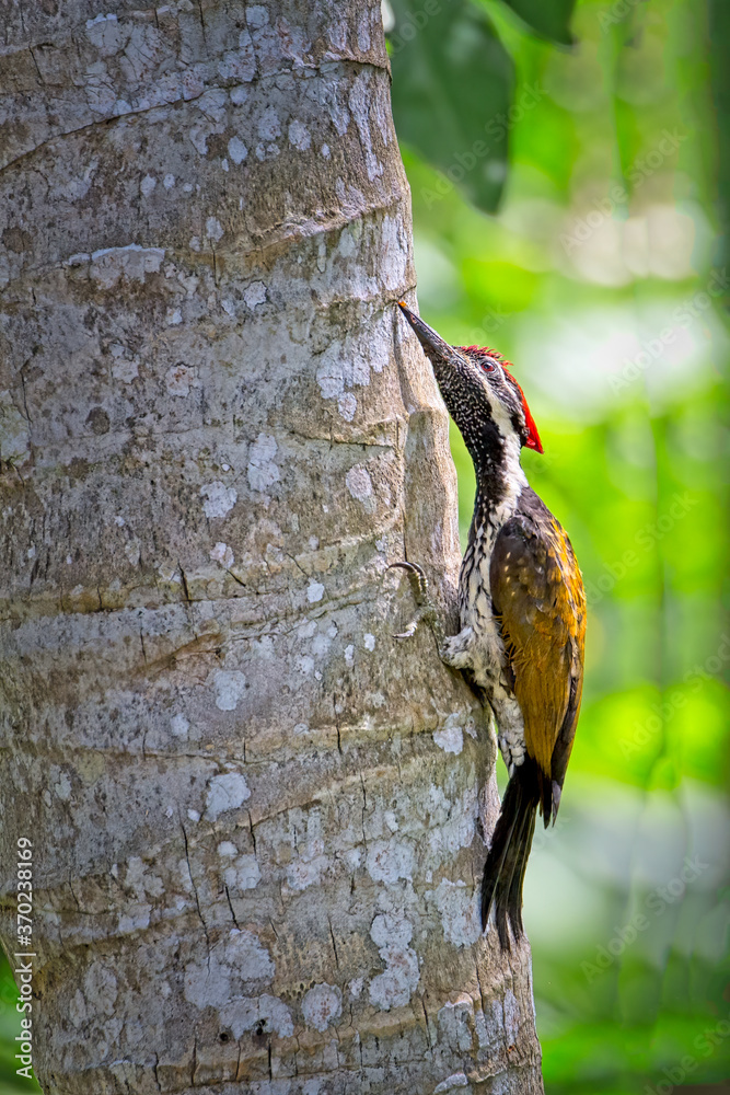 Foto de Black-rumped flameback or lesser golden-backed woodpecker on a ...
