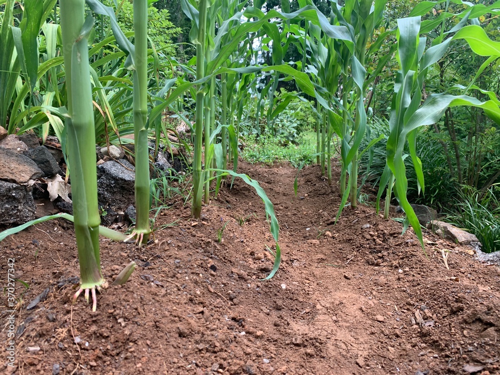 Proper width spacing between crop rows in home food agriculture garden ...