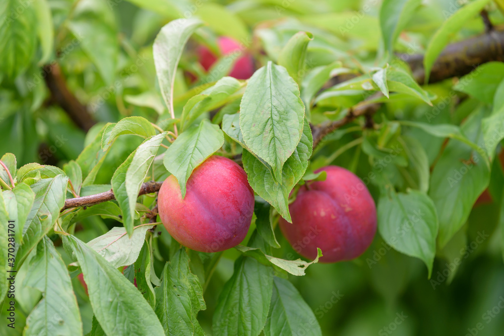 Fruit of a Japanese plum tree, on the branch Stock Photo | Adobe Stock