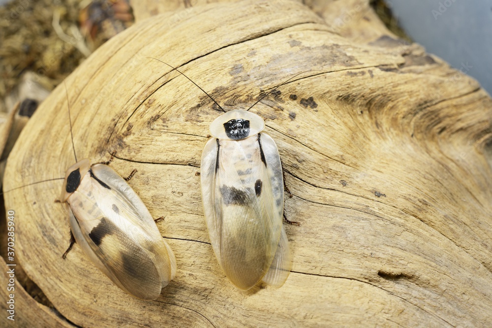Giant cockroach Blaberus giganteus in terrarium, close-up. Wooden ...
