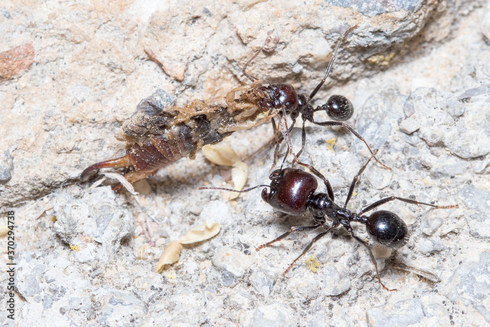 Messor barbarus ants dragging the body os a Forficula auricularia Stock ...