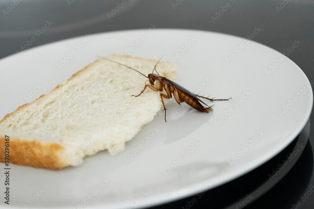 A cockroach is sitting on a piece of bread in a plate in the kitchen ...