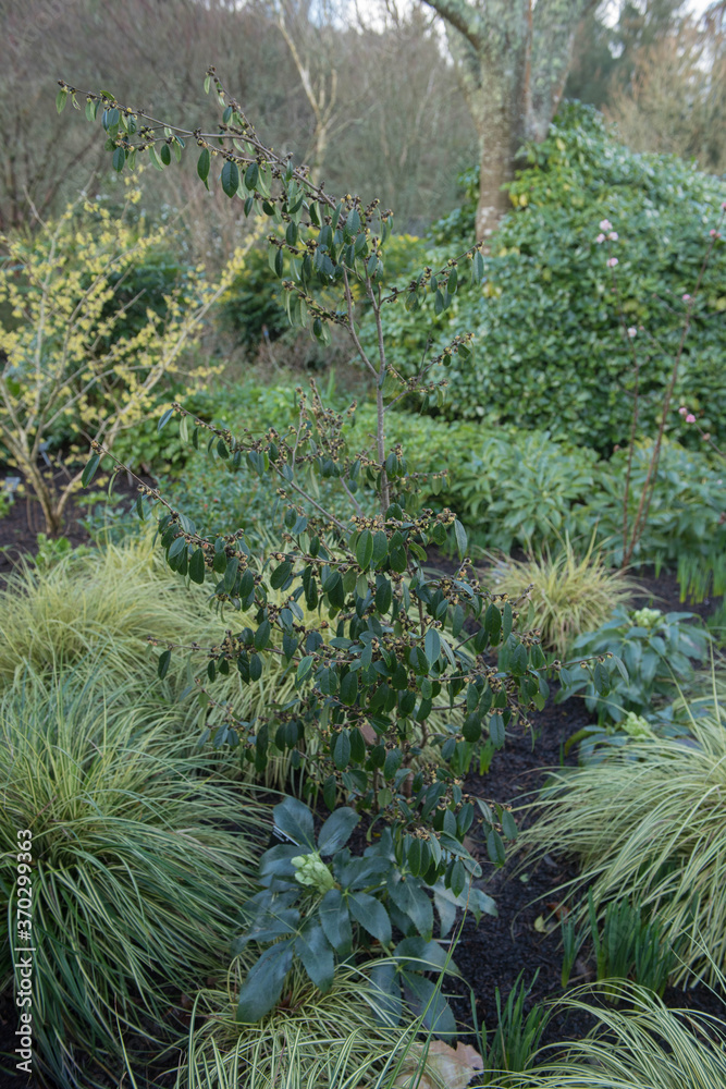 Emerging Flowers on a Chinese Sycopsis Shrub (Sycopsis sinensis) in a ...