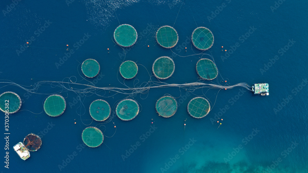 Aerial drone photo of large fish farming unit of sea bass and sea bream ...