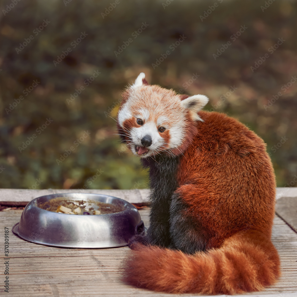 Cute little red panda eating in the zoo Stock Photo | Adobe Stock