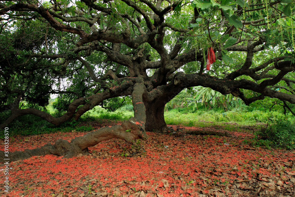 Over 100-year-old big Rain Tree (Samanea Saman) Stock Photo | Adobe Stock
