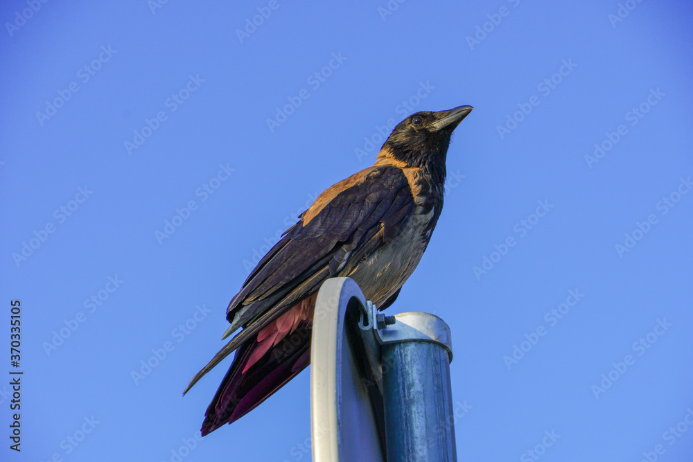 The house crow (corvus splendens) also known as the Indian jaw or ...