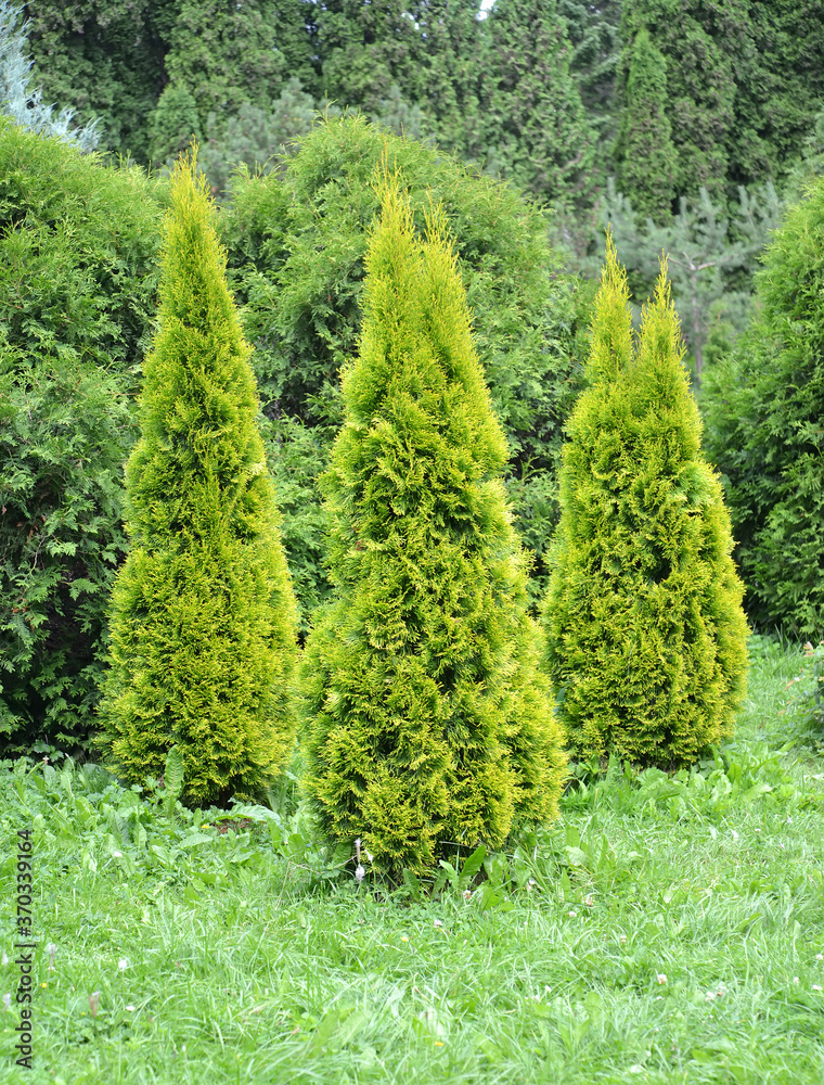 Thuja western, variety Golden Smaragd (Thuja occidentalis L.). Group ...