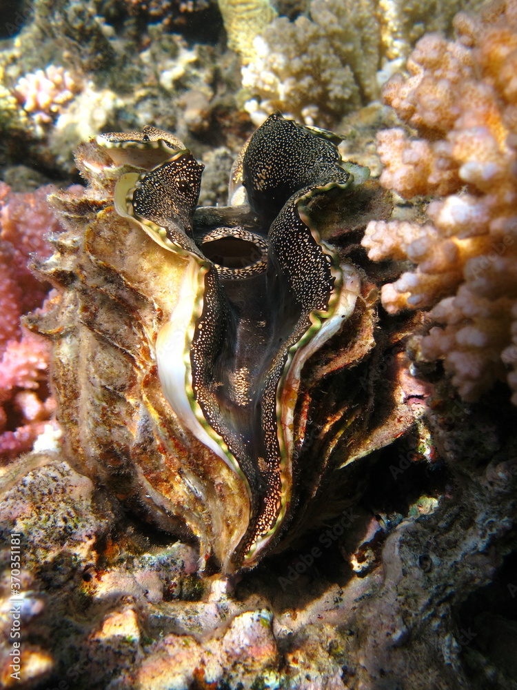 Rugose giant clam. Molluscs, type Mollusca. Bivalve mollusks. Family ...