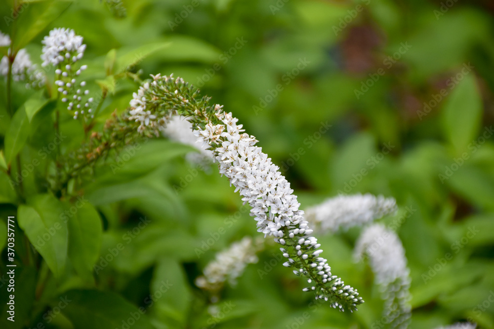 Closeup view of Buddleja davidii 'White Profusion' (Butterfly Bush ...
