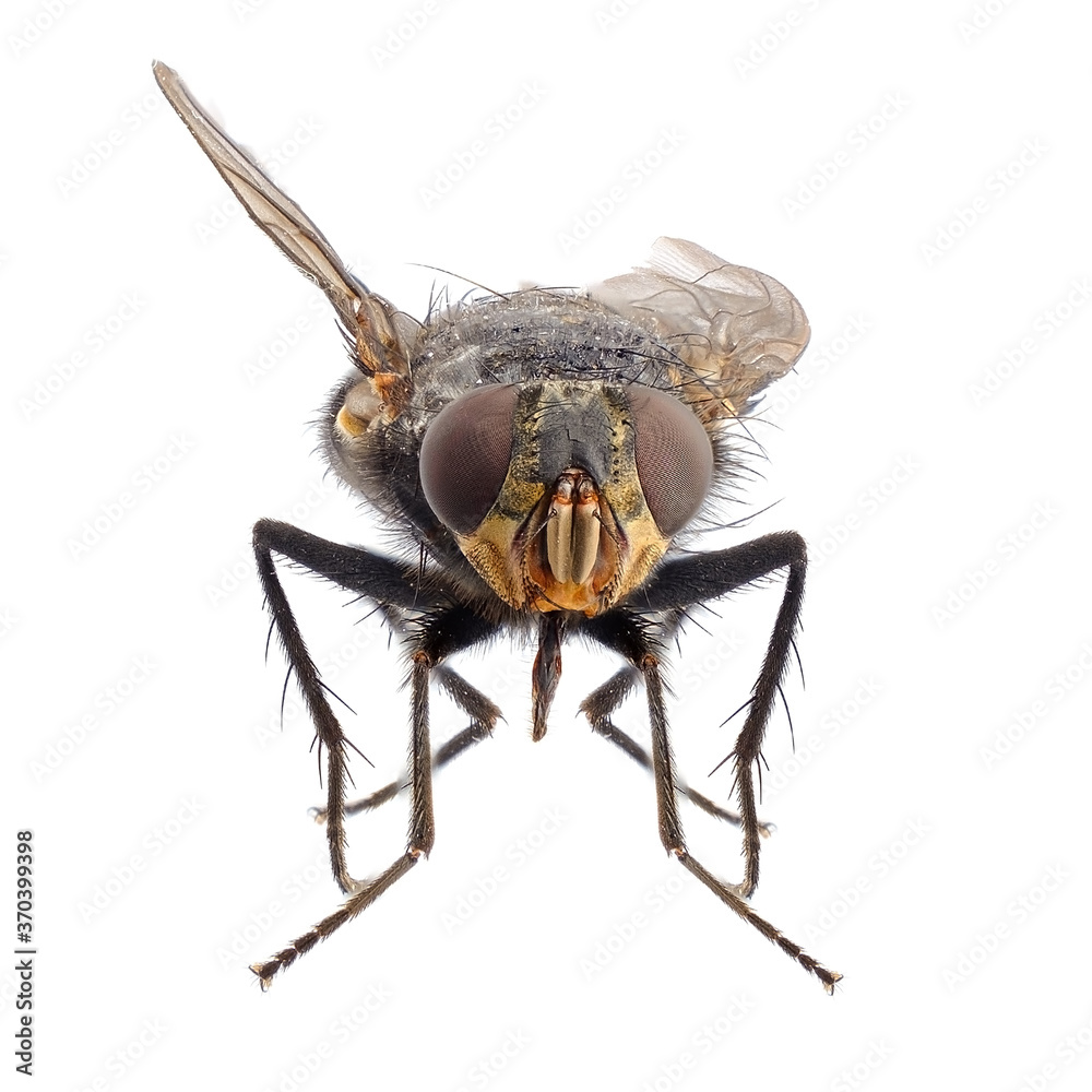 fly front view, isolated on a white background, close-up photo in high ...