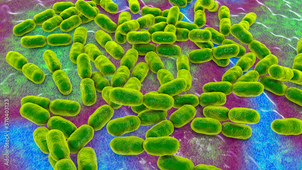 Kingella bacteria, illustration Stock Illustration | Adobe Stock