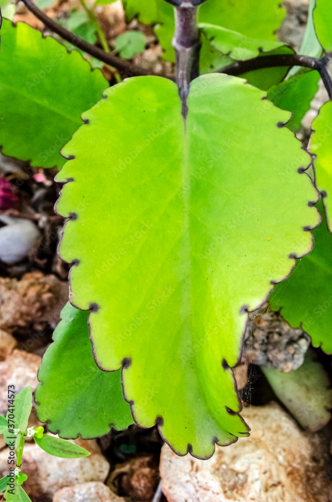 Leaf Of The Leaf Of Life Plant Stock Photo | Adobe Stock