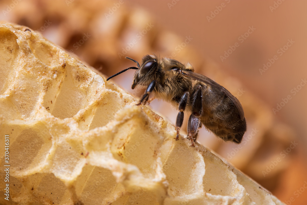 National honey bee day in August. Bee on a honeycomb close up Stock ...