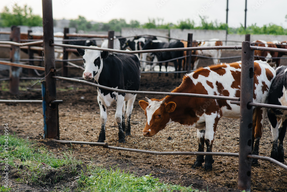 Foto de Raising cows for milk production on an industrial farm ...