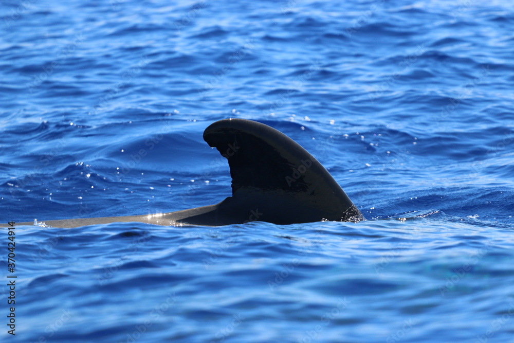 Dorsal fin of long-finned pilot whale, Globicephala melas Stock Photo ...