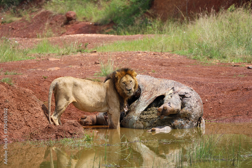 Hippo Vs Lion