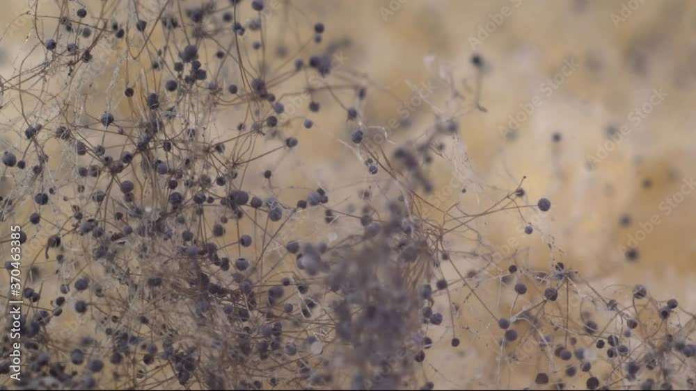 Yeast spoilage of bakery products and ingredients macro. Mold Spoilage ...