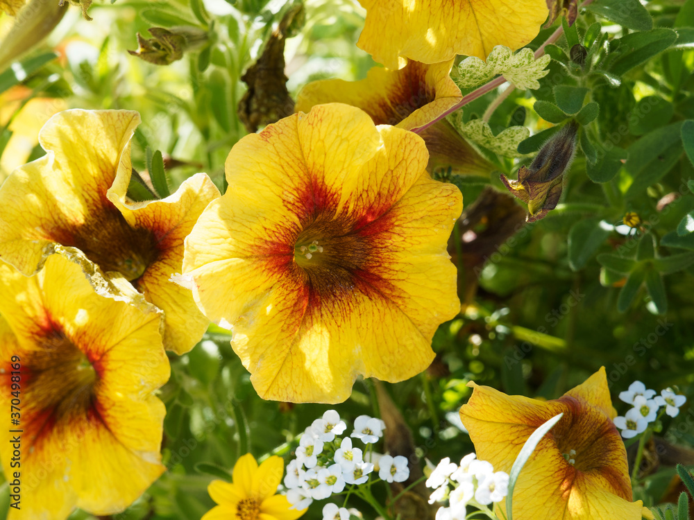 Petunia x Calibrachoa hybrid - Petunias Petchoa Beautical 'Caramel ...