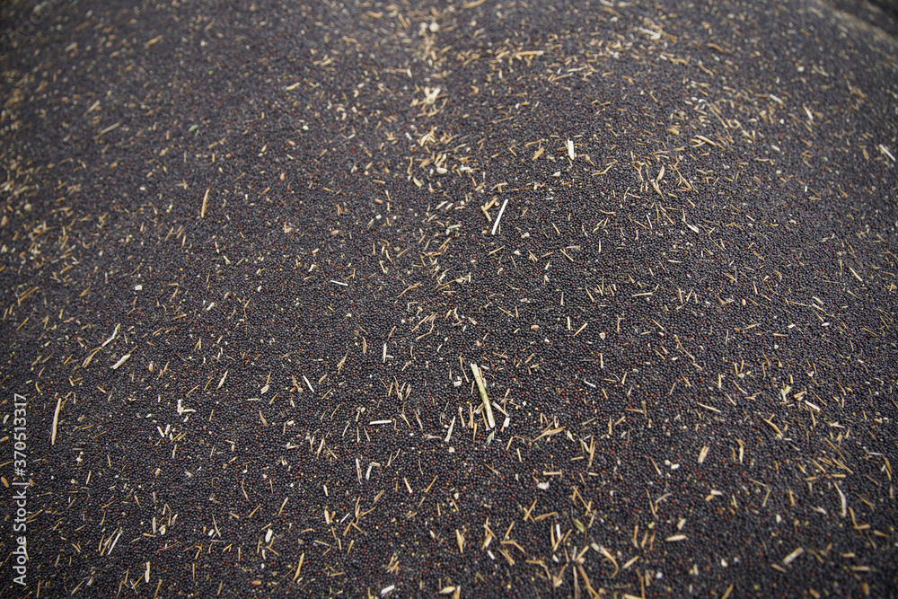 Freshly harvested oilseed rape, rapeseed, cereals. Tractor for ...