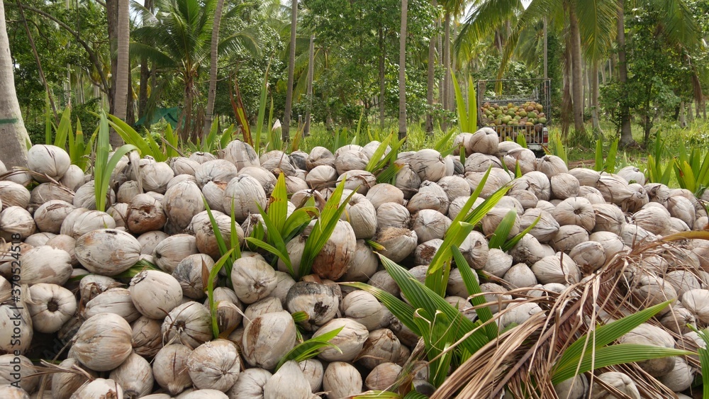 Our Coconut Farm : Lastin Coconut Market And Logistics Limited – JCDAT