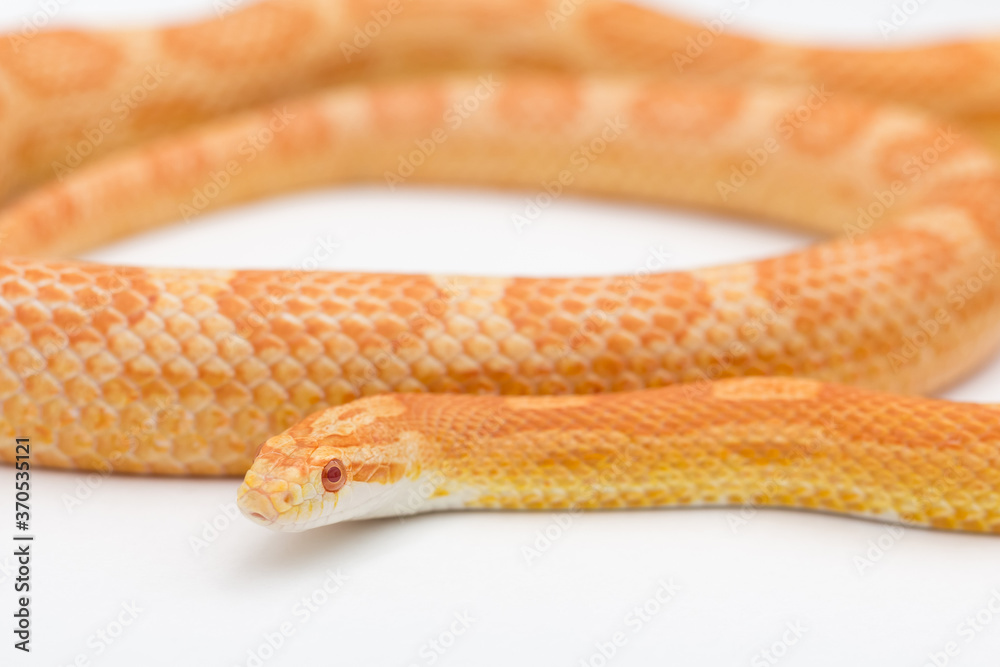 Yellow Amelanistic corn snake on a white background. Pantherophis ...