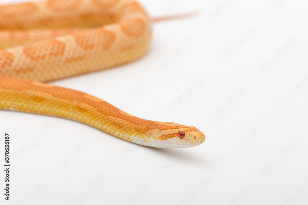Yellow Corn Snake