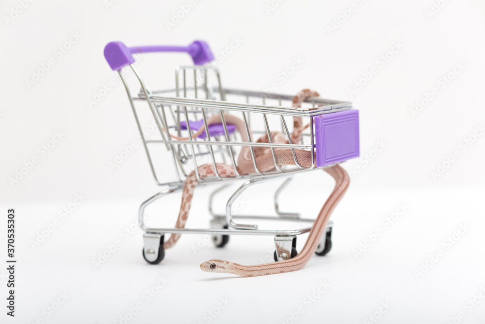 Small Hypoberry Red factor Corn snake in shopping cart on a white ...