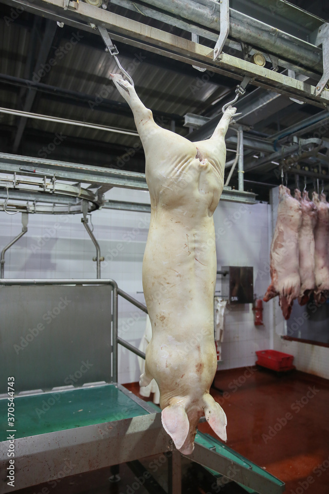 Dead slaughtered pigs hanging in butchery slaughterhouse. Fresh pork ...