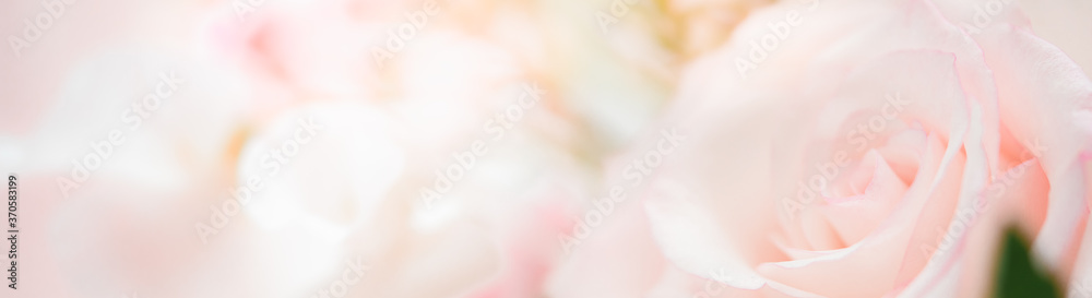 Nature of flower in garden using as cover page background natural flora ...